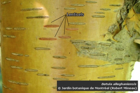Transcription : A breath of fresh air - Trees Inside Out